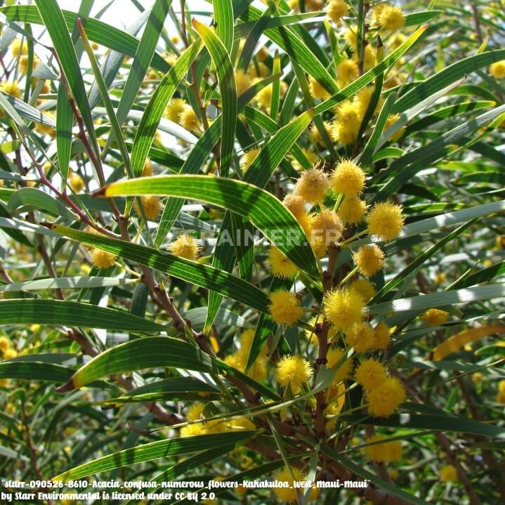 Graines Acacia confusa, le petit acacia philippin