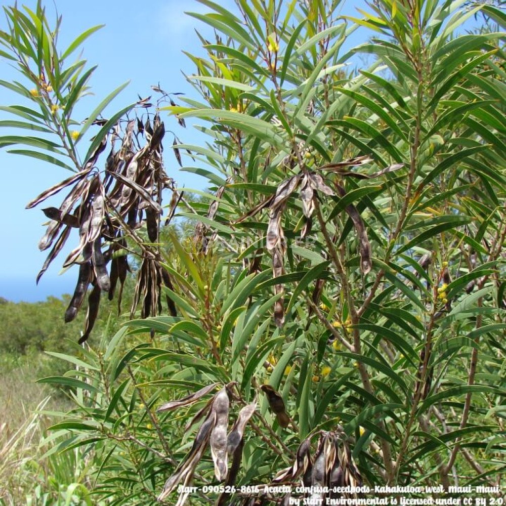 Graines Acacia confusa, le petit acacia philippin