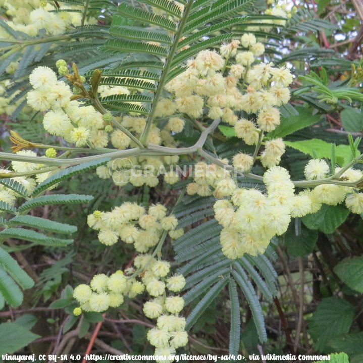 Graines Acacia mearnsii, Acacia noir, Acacia vert