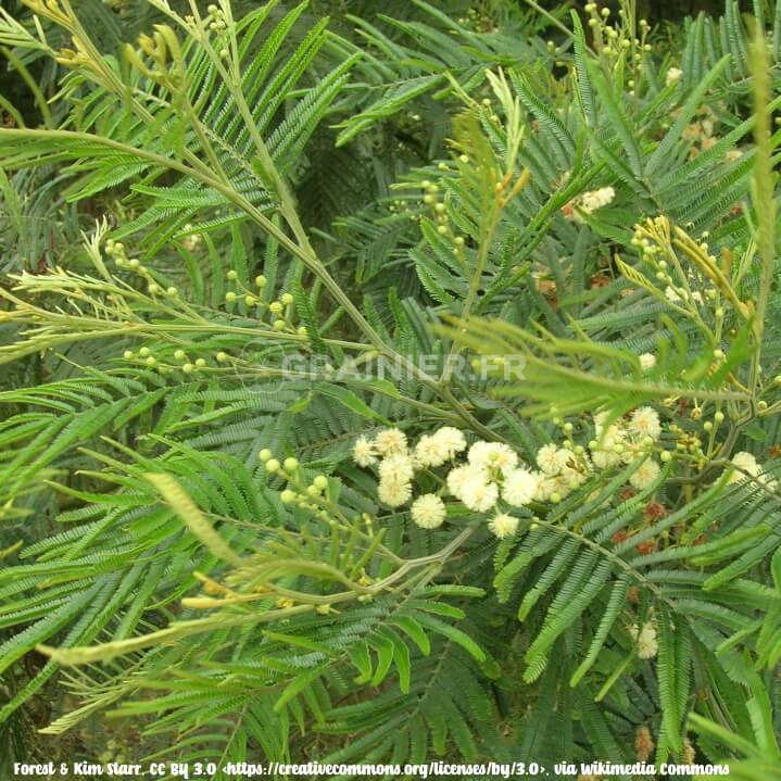 Graines Acacia mearnsii, Acacia noir, Acacia vert