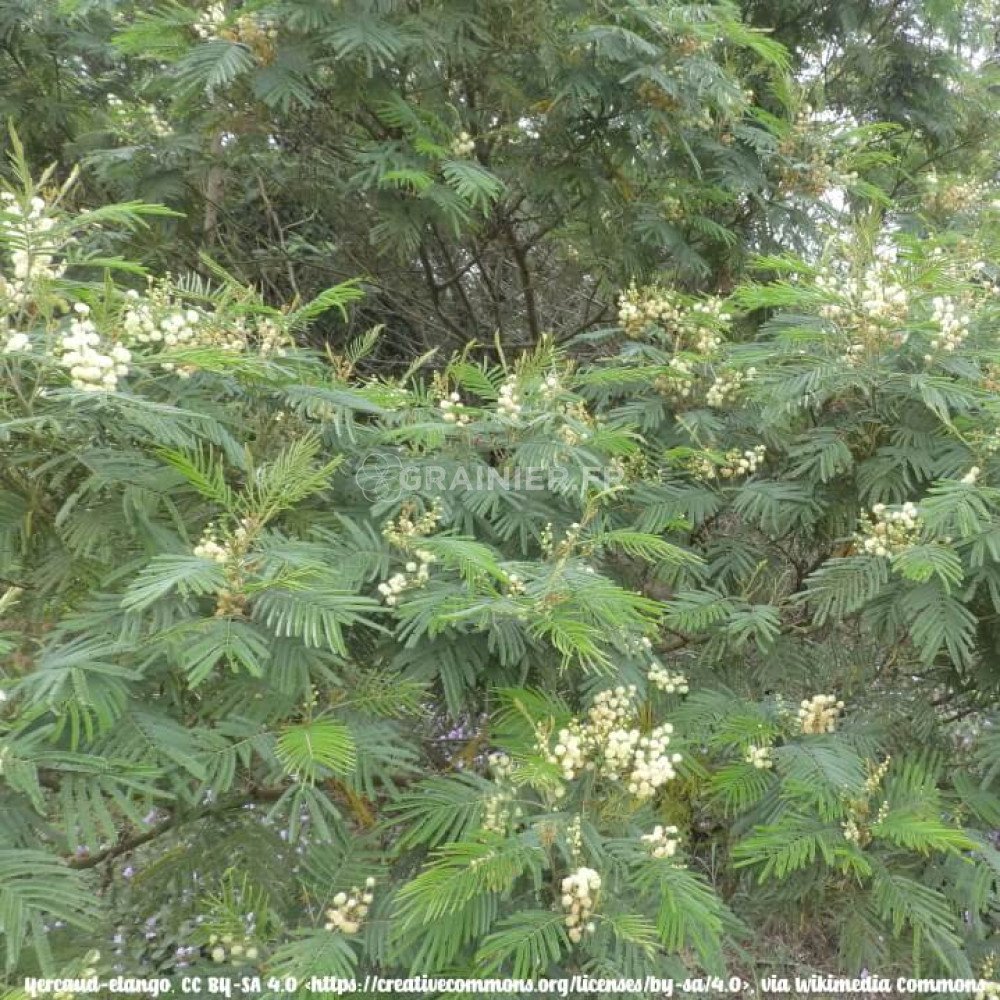 Graines Acacia mearnsii, Acacia noir, Acacia vert