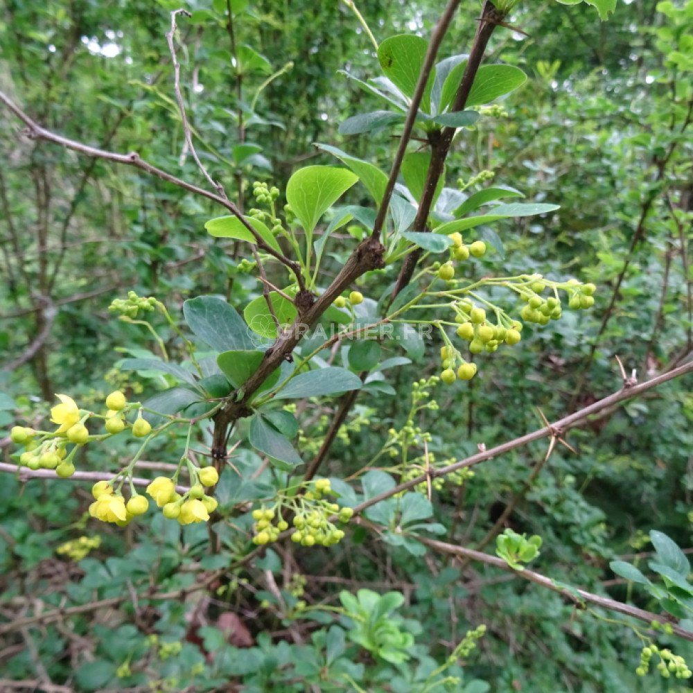 Graines Épine-vinette, Berberis vulgaris subsp. australis