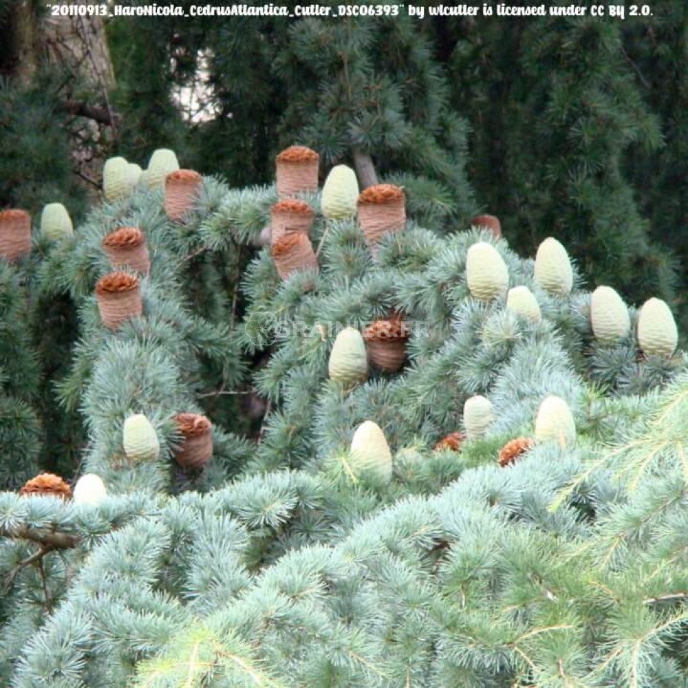 Graines Cèdre de l'Atlas, Cèdre bleu, Cedrus atlantica