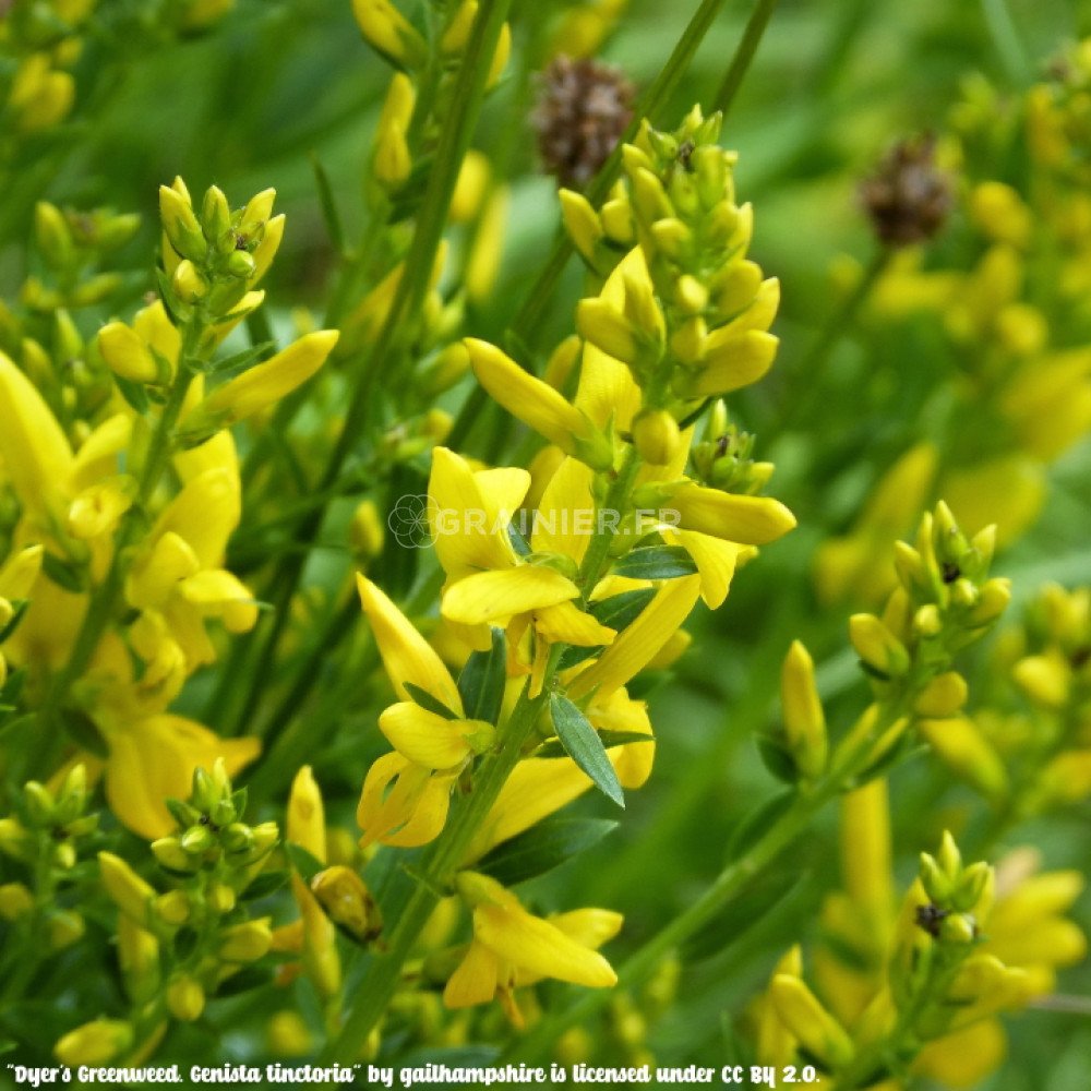 Graines Genêt des teinturiers jaune, Genista tinctoria