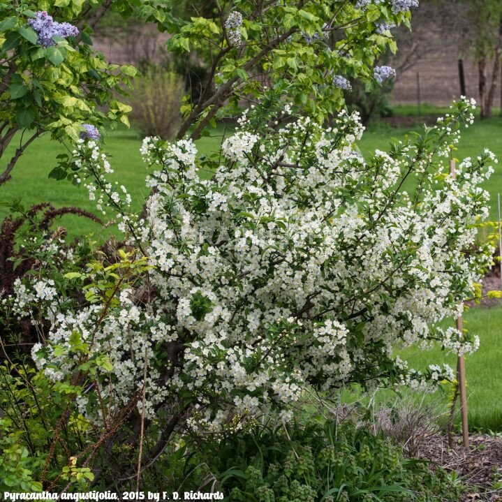 Graines Buisson ardent, Pyracantha angustifolia