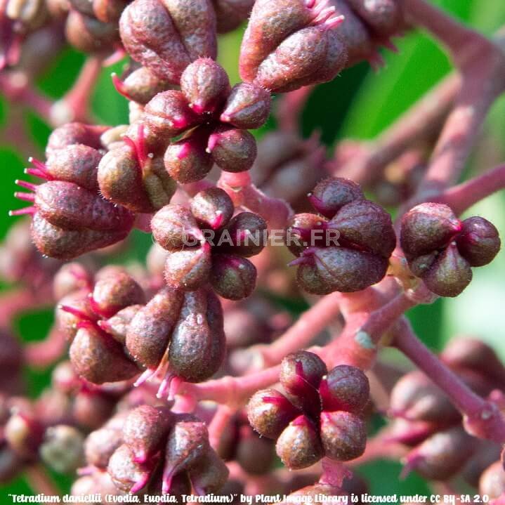 Graines Arbre à miel, Evodia daniellii, Tetradium daniellii