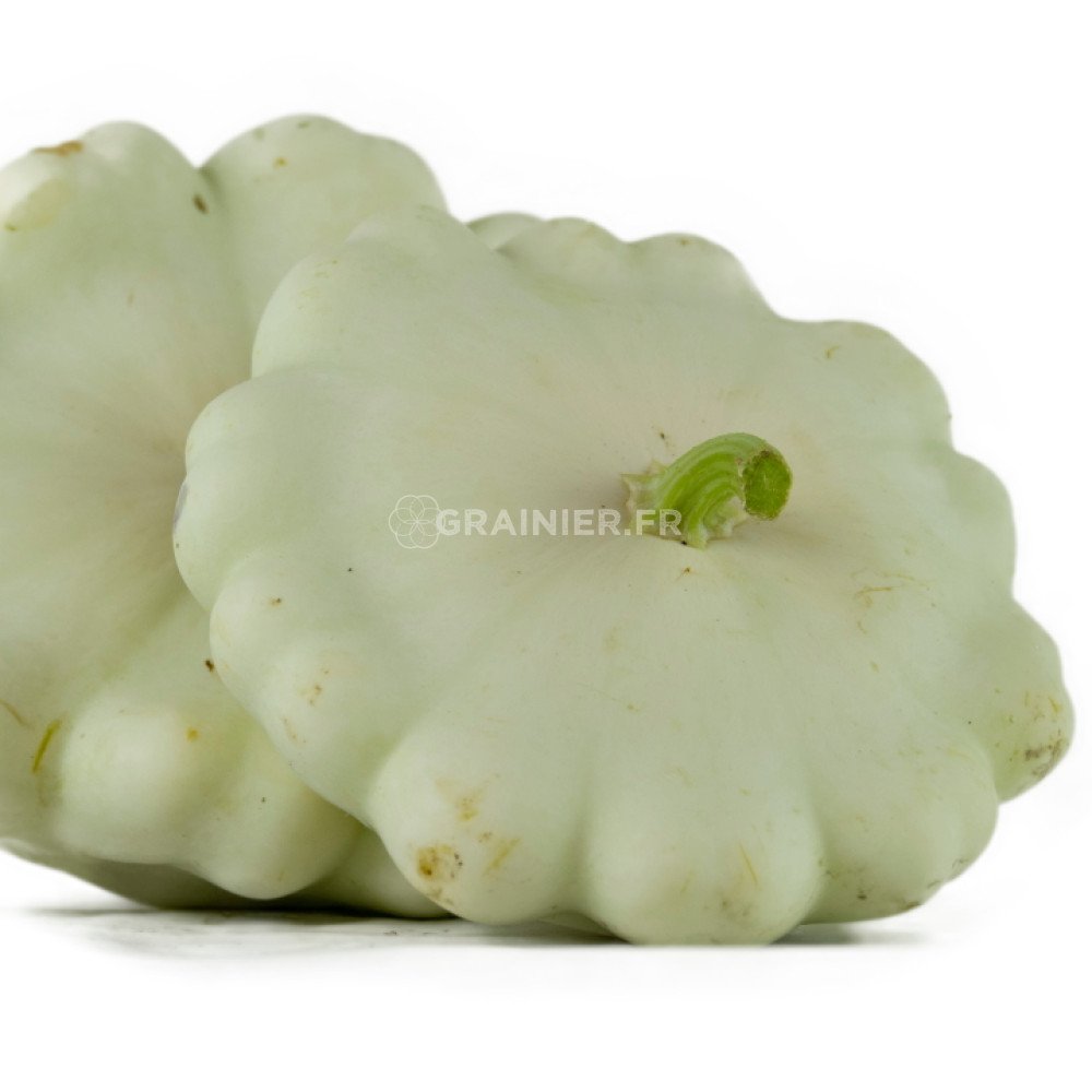 GrainesCourge Pâtisson Blanc et vert foncé, Cucurbita pepo mélange