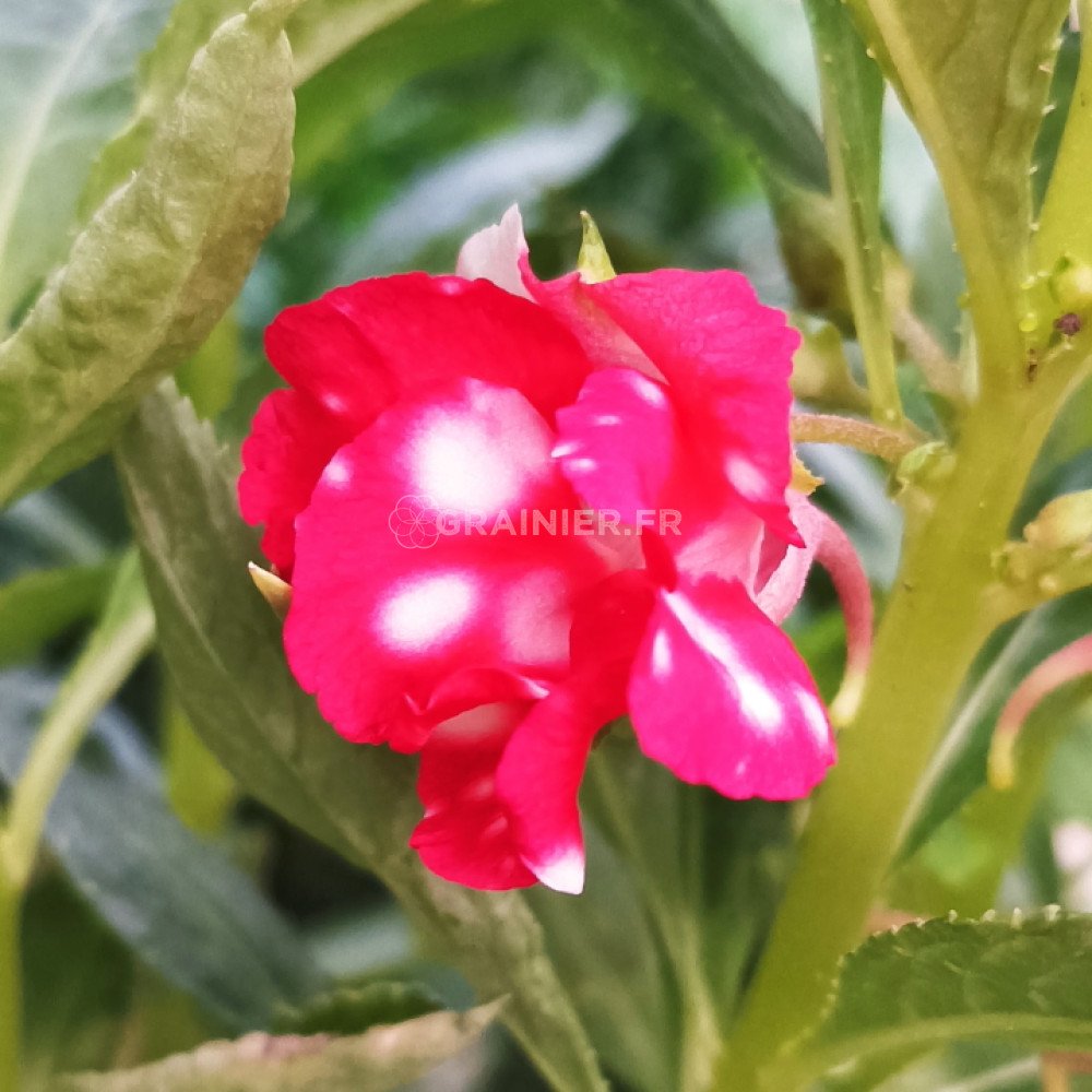 Graines-Seeds Balsamine, Impatiens à fleurs de camélia Peppermint