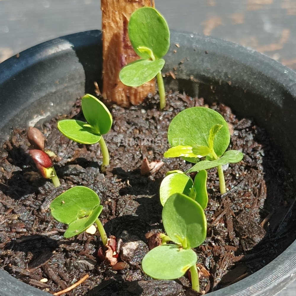 Graines-Seeds Jujubier, Dattier chinois, Sidr, Ziziphus jujuba