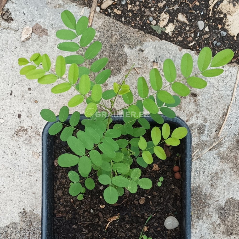 Graines Amorphe buissonnante, Faux indigo, Amorpha fruticosa