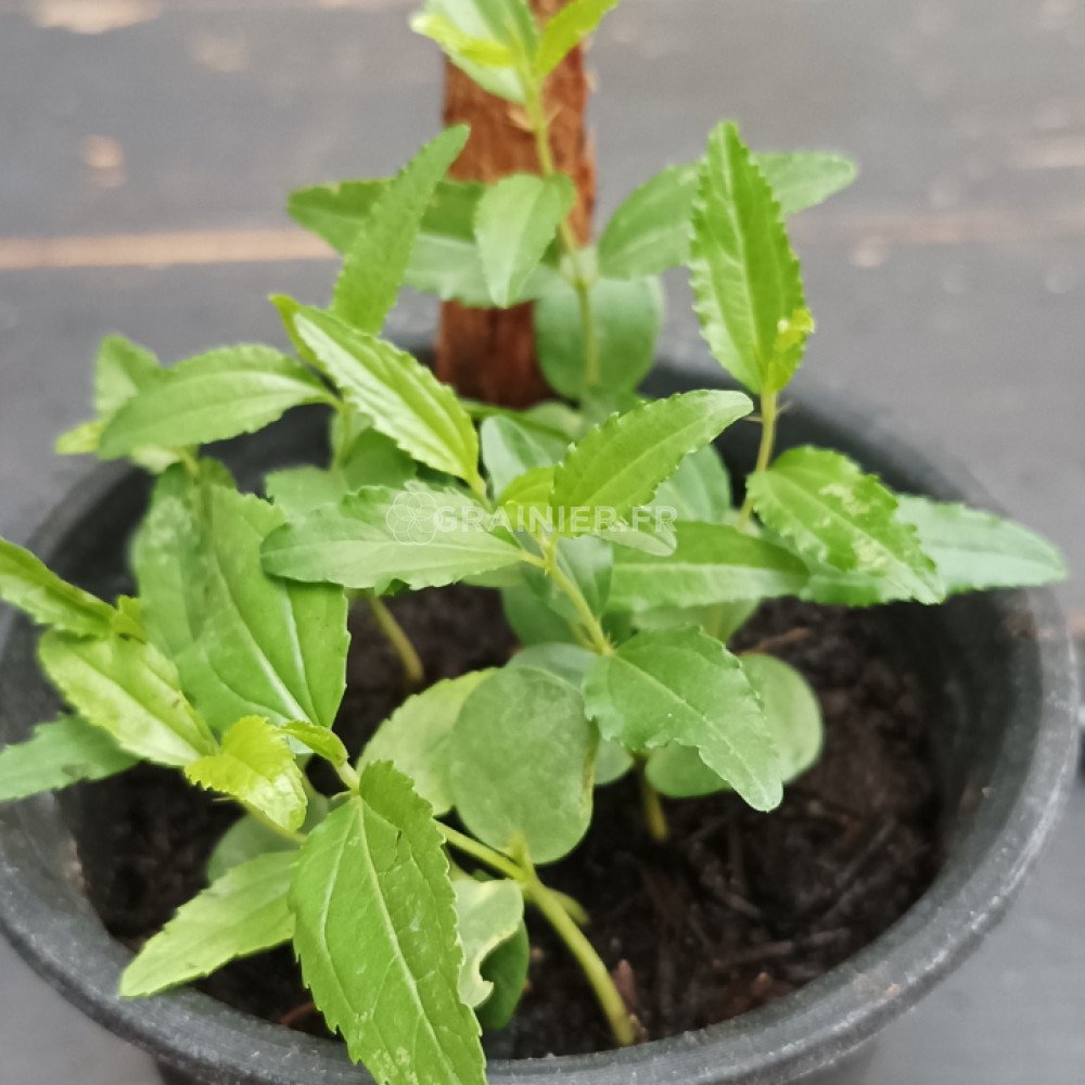 Graines-Seeds Jujubier, Dattier chinois, Sidr, Ziziphus jujuba