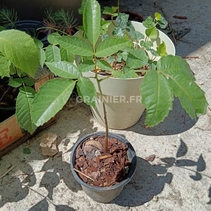 Jeune plant de Noyer commun, Juglans regia