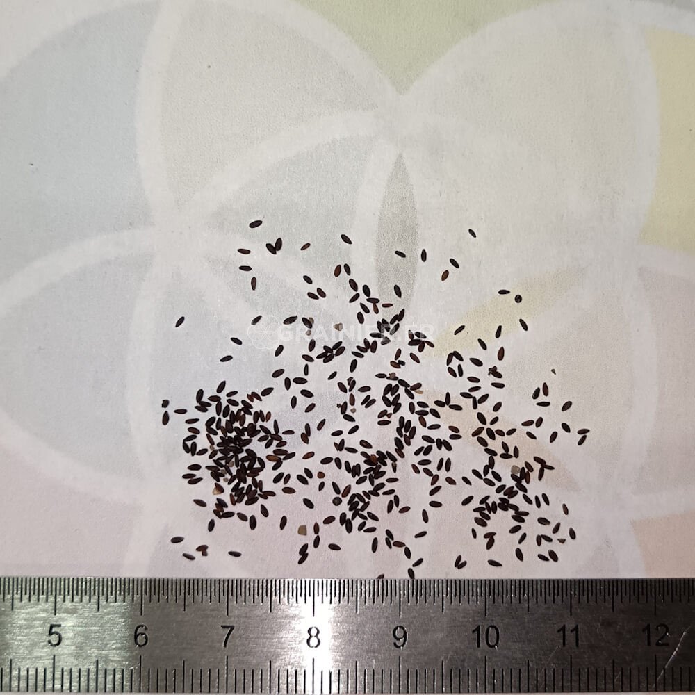 Graines-Seeds Schizonepeta tenuifolia, japanese catnip, Jing Jie