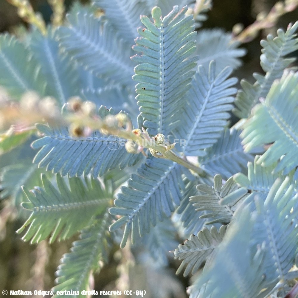 Graines-Seeds Acacia baileyana, Mimosa doré, Mimosa de Bailey.