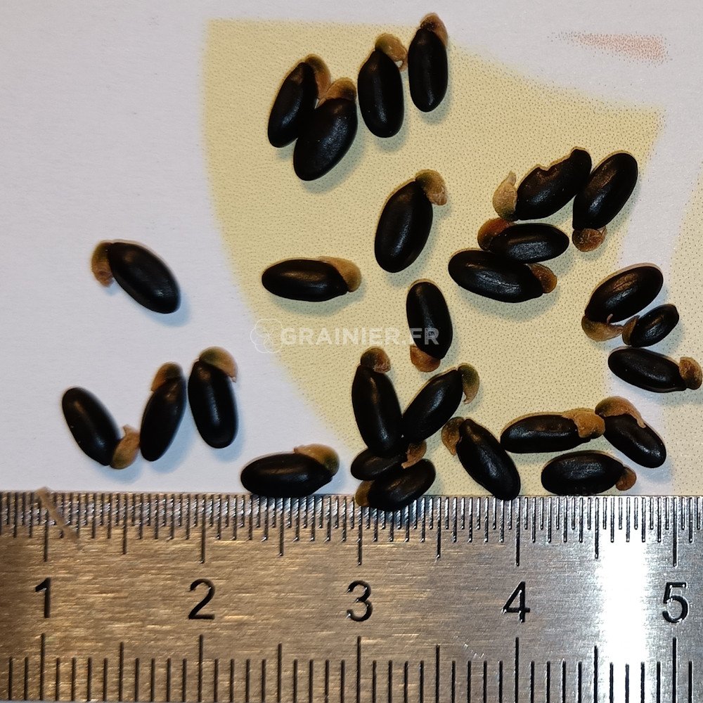 Graines-Seeds Acacia baileyana, Mimosa doré, Mimosa de Bailey.