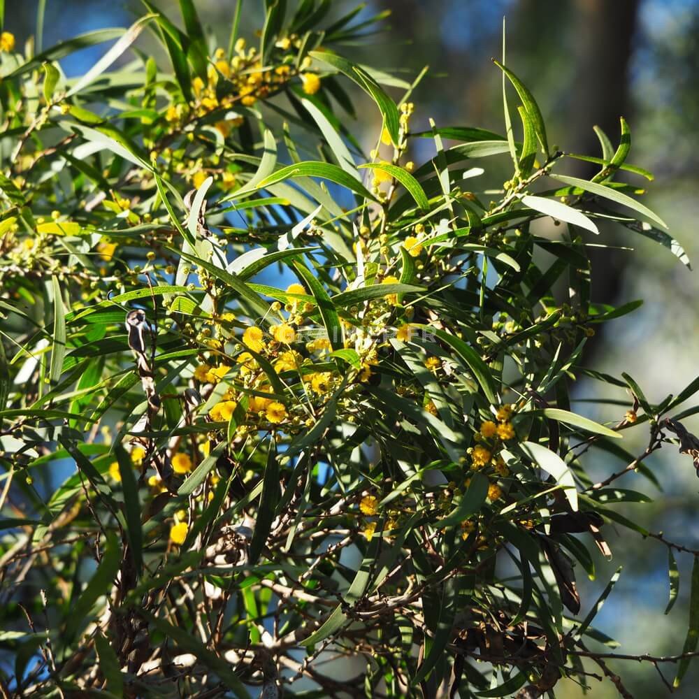 Graines Acacia confusa, le petit acacia philippin