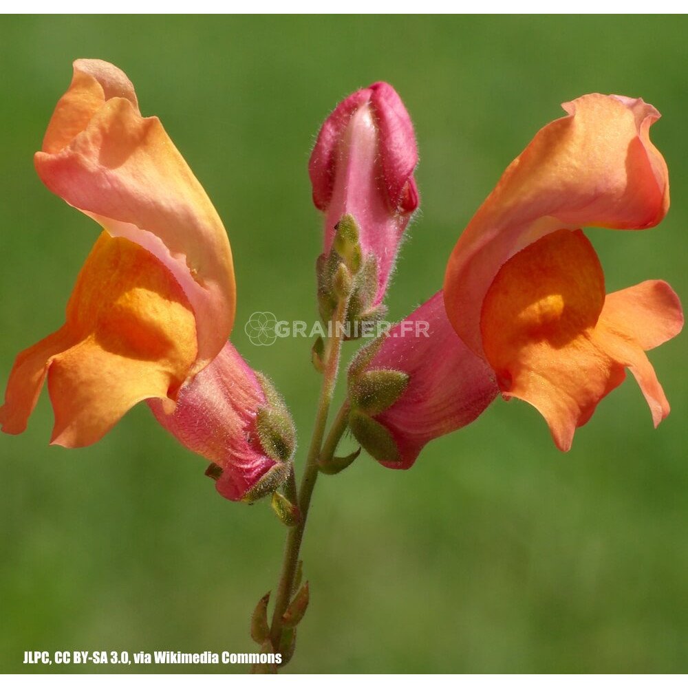 Graines-Seeds Muflier nain, Antirrhinum majus pumilum mélange