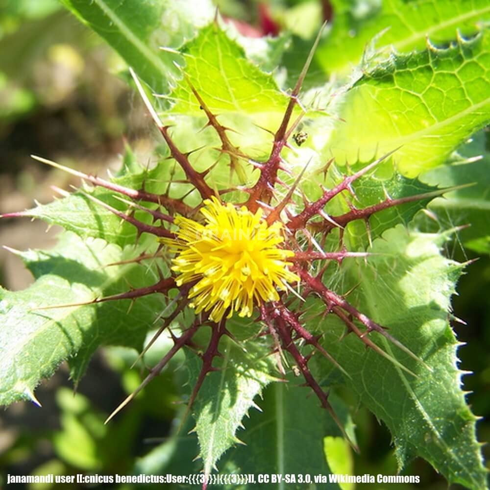 Graines Chardon béni, Cnicaut béni, Centaurea benedicta