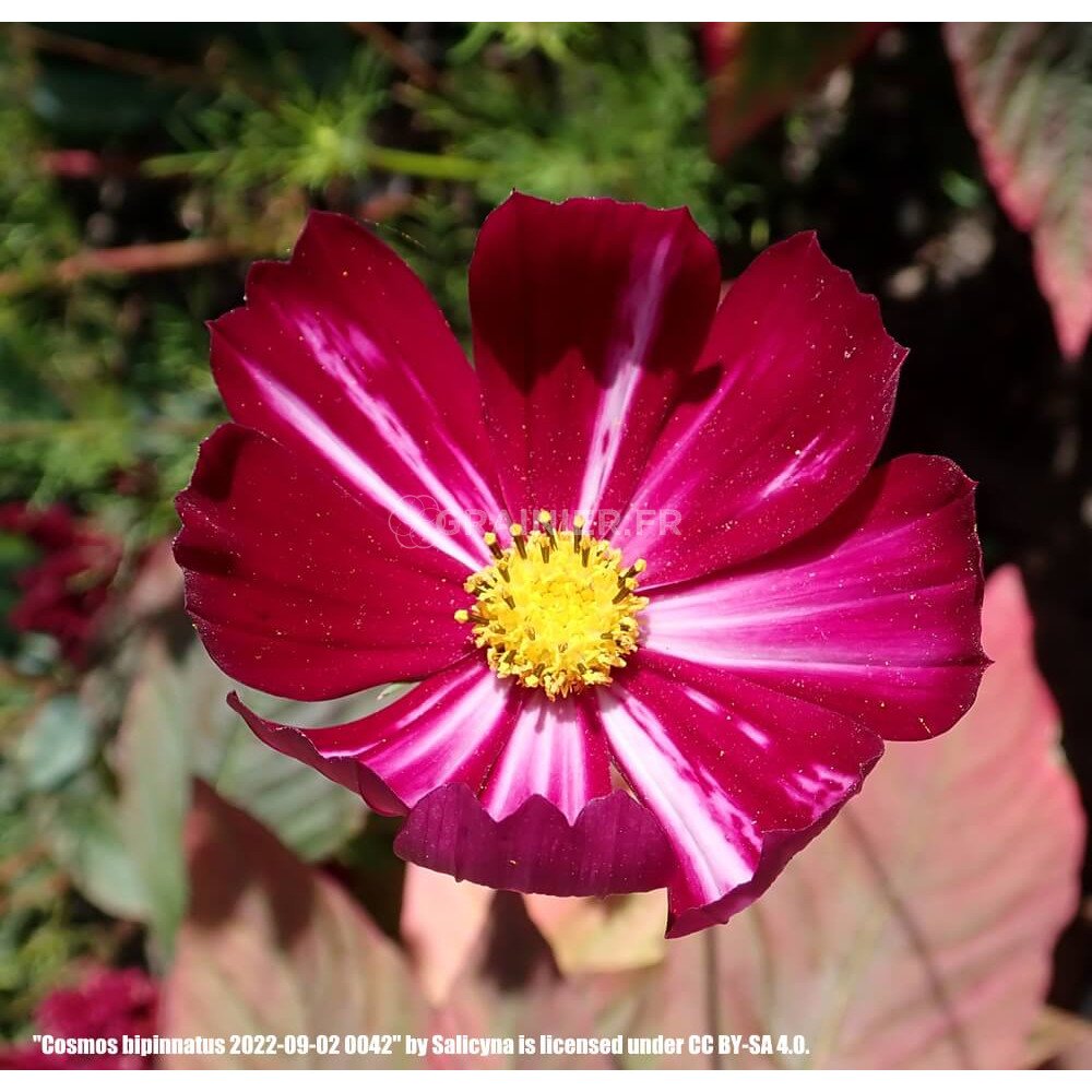 Graines Cosmos bipinnatus 'Velouette' rouge/rose, foncé, rayé blanc