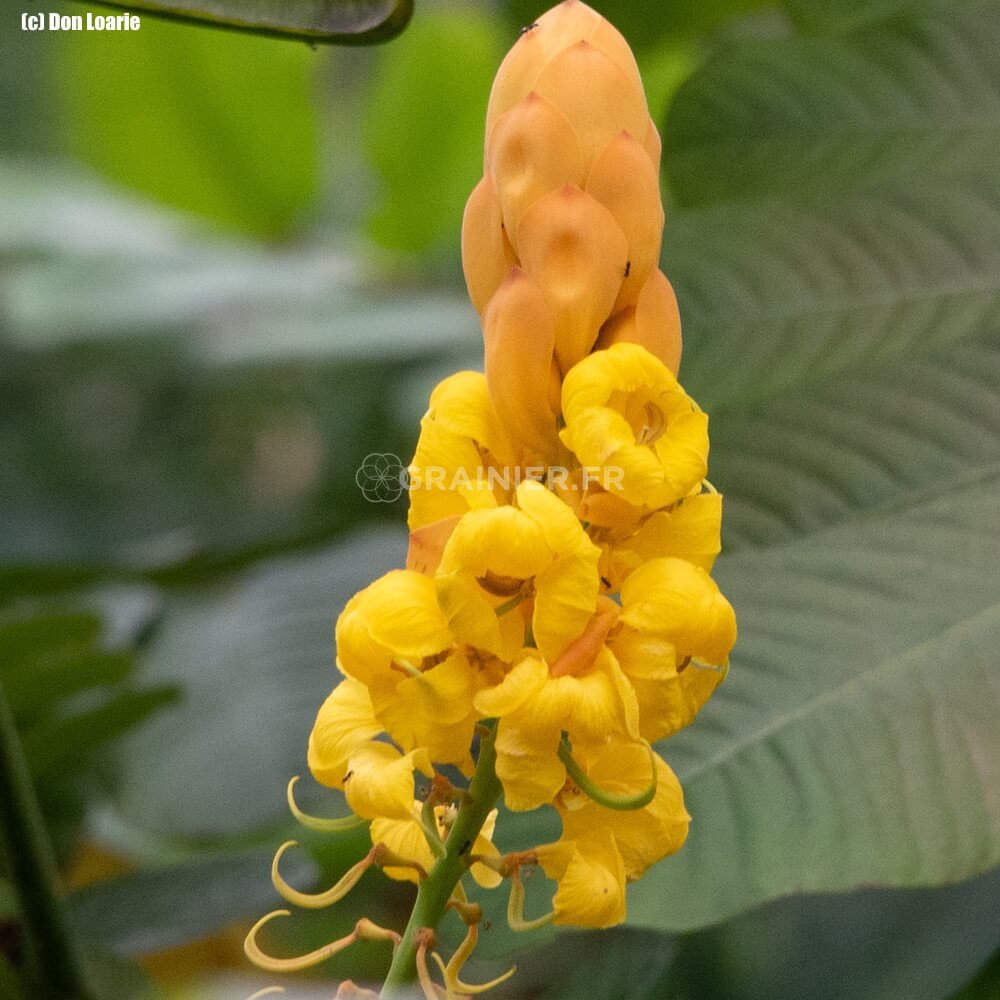 Graines-Seeds Cassia Alata, Senna Alata, Casse Ailé, Dartrier