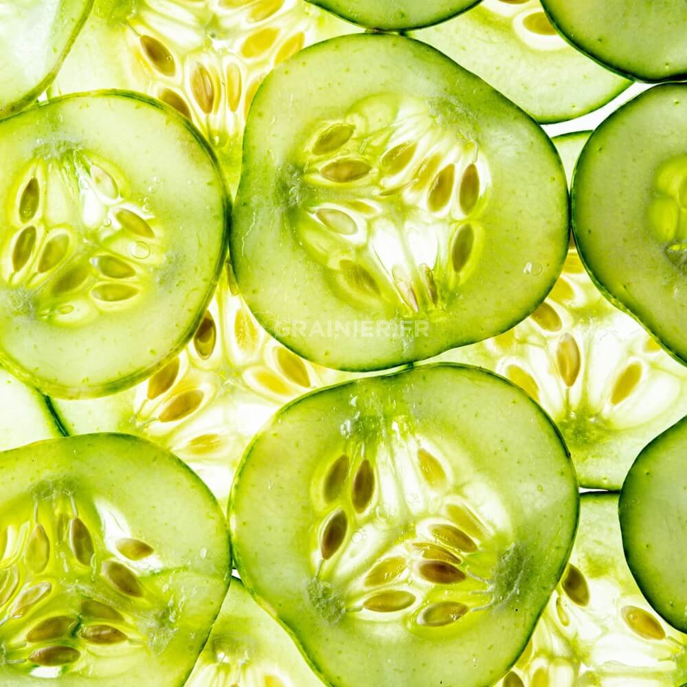 Graines-Seeds Concombre en mélange 4 variétés, Cucumis sativus