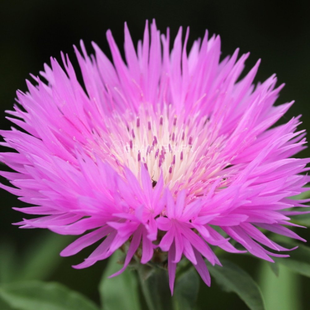 Graines Bleuet odorant, Centaurea moschata mélange