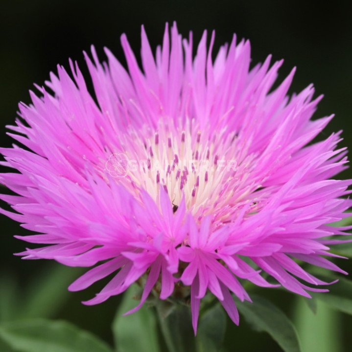 Graines Bleuet odorant, Centaurea moschata mélange