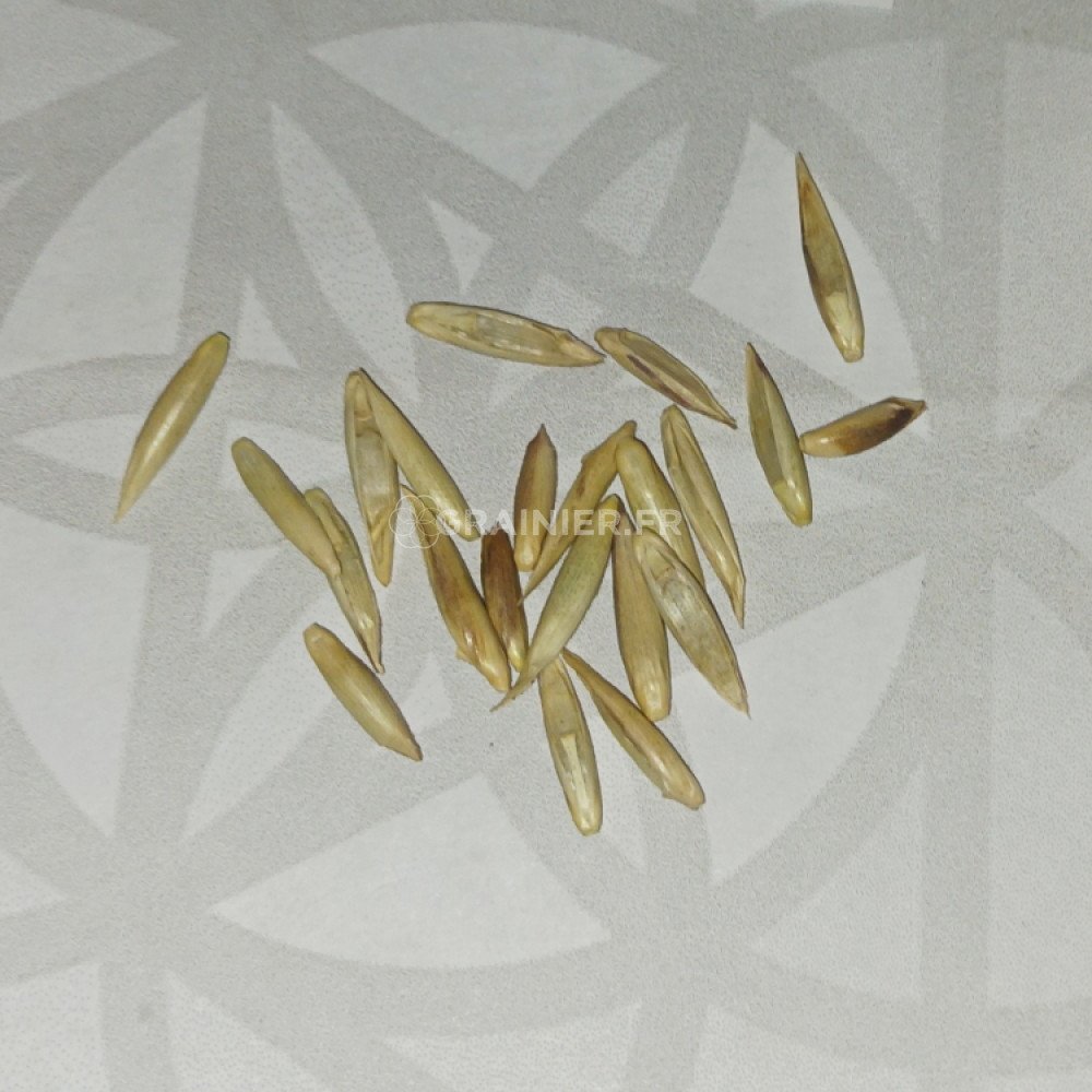 Graines Bambou long entrenœud, Bambusa longinternode