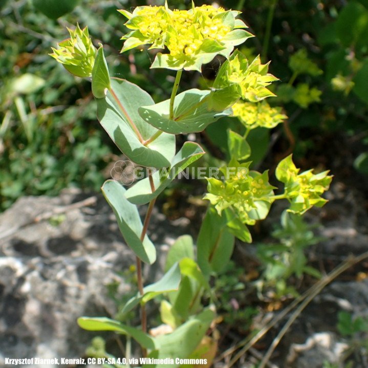 Graines Buplèvre à feuilles rondes, Bupleurum rotundifolium