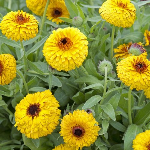 Graines Souci calendula 'Bull's Eye', Calendula officinalis