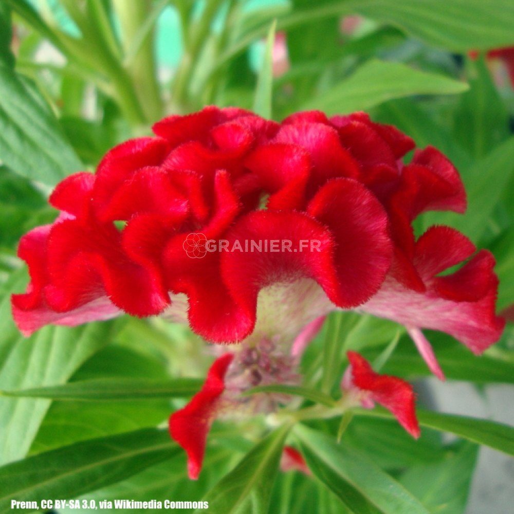 Graines Amarante crête de coq, Celosia argentea cristata