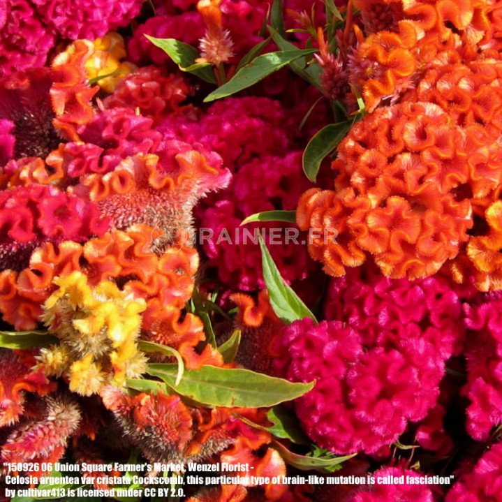 Graines Amarante crête de coq, Celosia argentea cristata