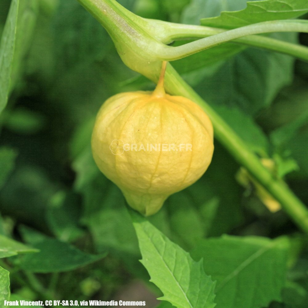 Graines Tomatillo jaune, Physalis philadelphica
