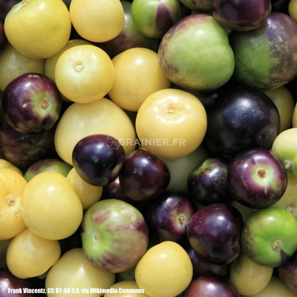 Graines Tomatillo jaune, Physalis philadelphica