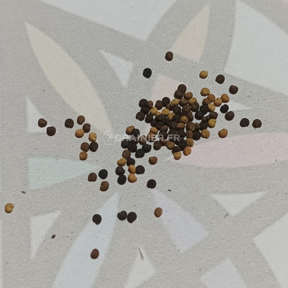 Graines Réséda blanc et odorata Machet, Reseda mix