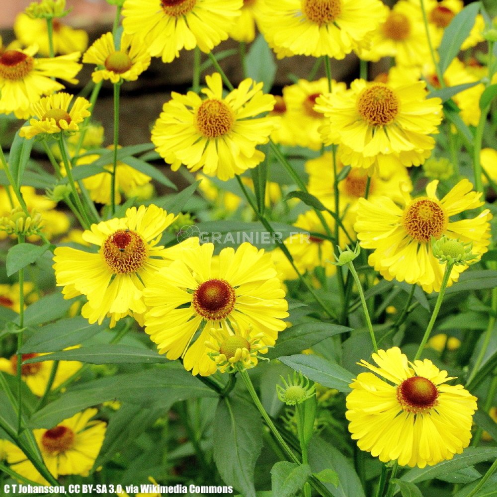 Graines Hélénie d'automne, Helenium autumnale mélange
