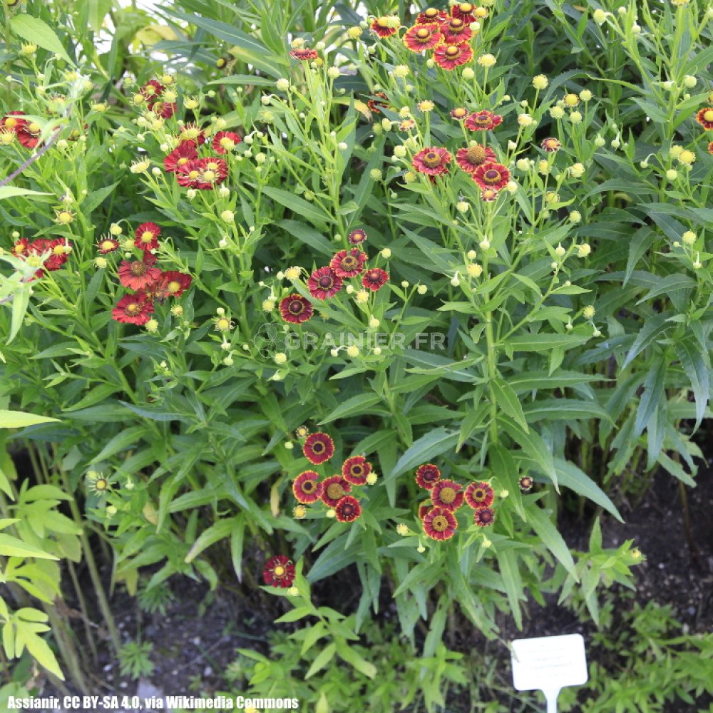 Graines Hélénie d'automne, Helenium autumnale mélange