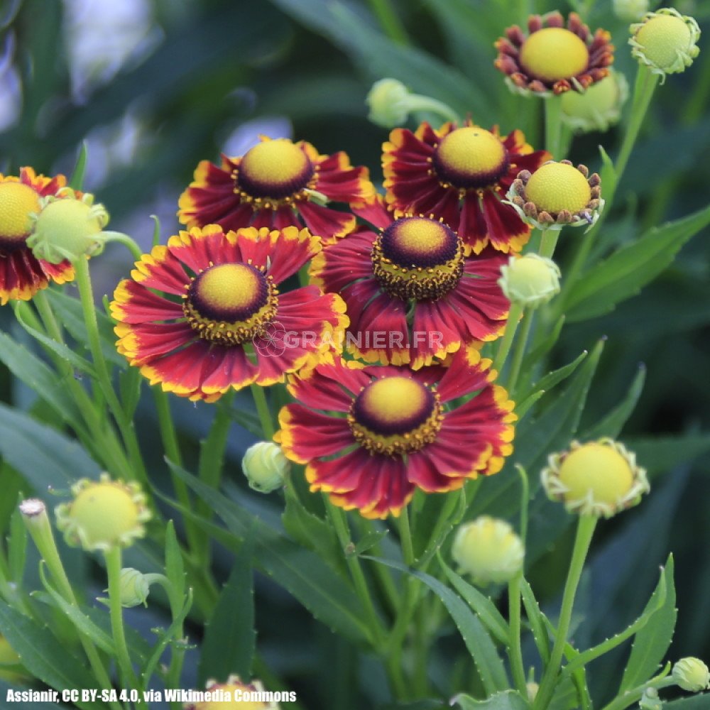 Graines Hélénie d'automne, Helenium autumnale mélange