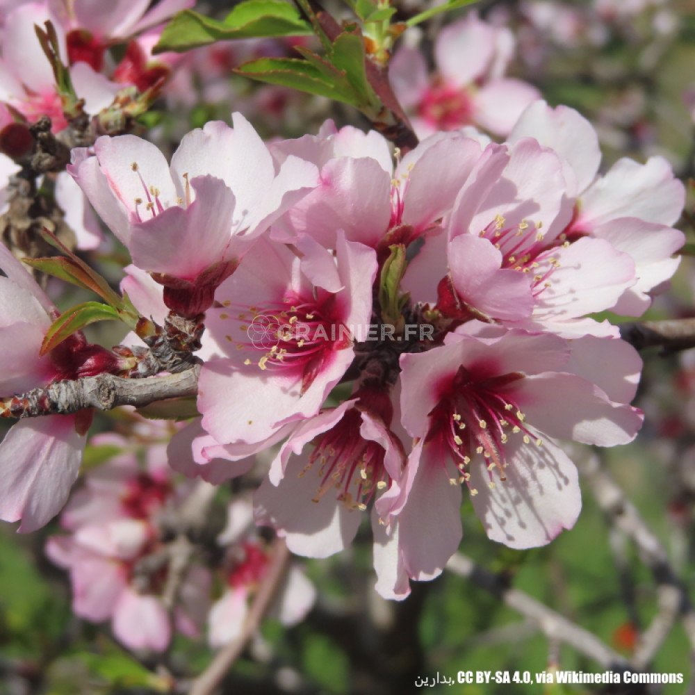 Graines-Seeds, Amandier, Prunus dulcis var. garrigues