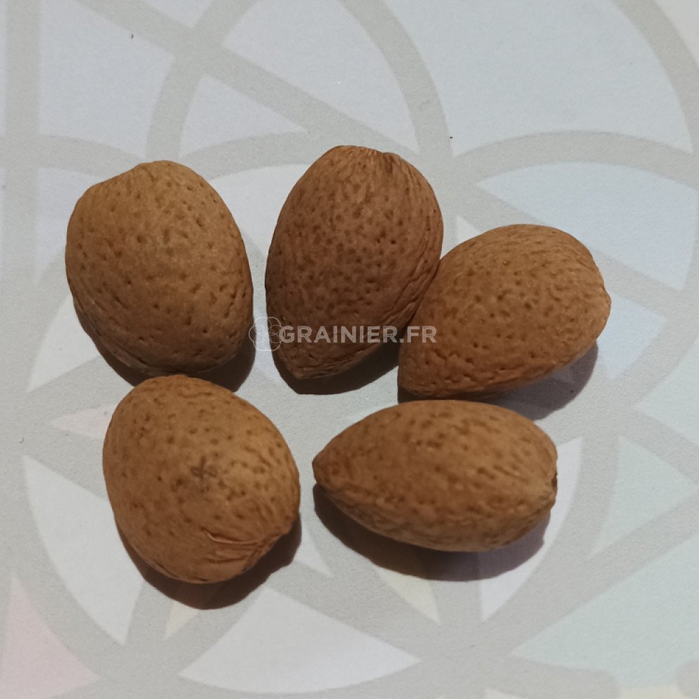 Graines-Seeds, Amandier, Prunus dulcis var. garrigues