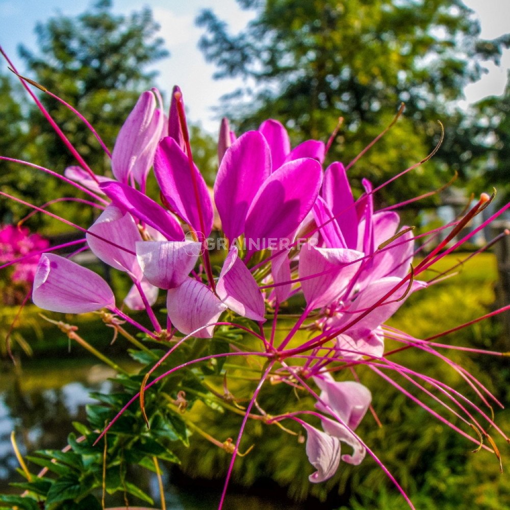 Graines-Seeds Cléome épineux rose Queen, Cleome spinosa
