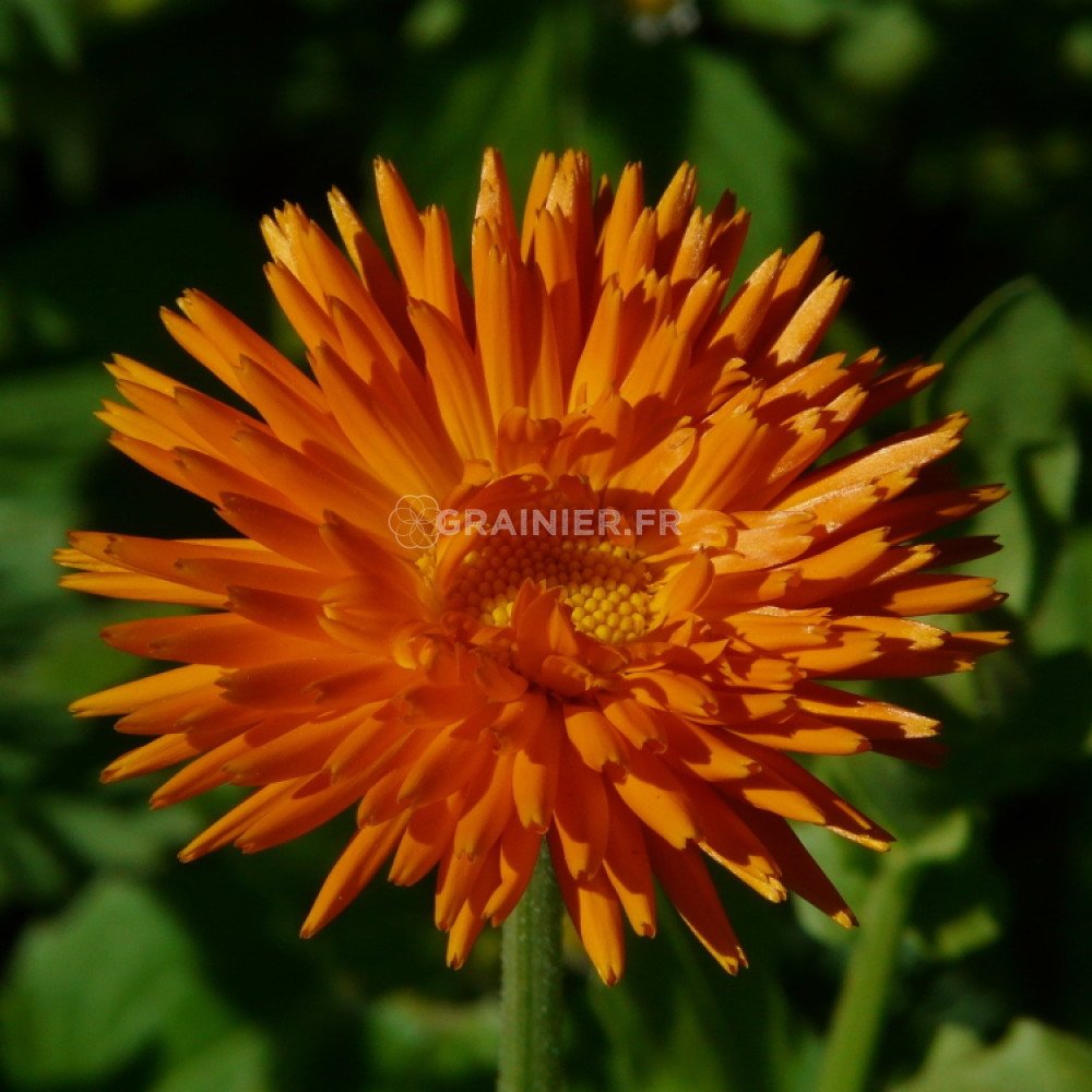 Graines Souci des jardins 'Radio Orange' ,Calendula officinalis