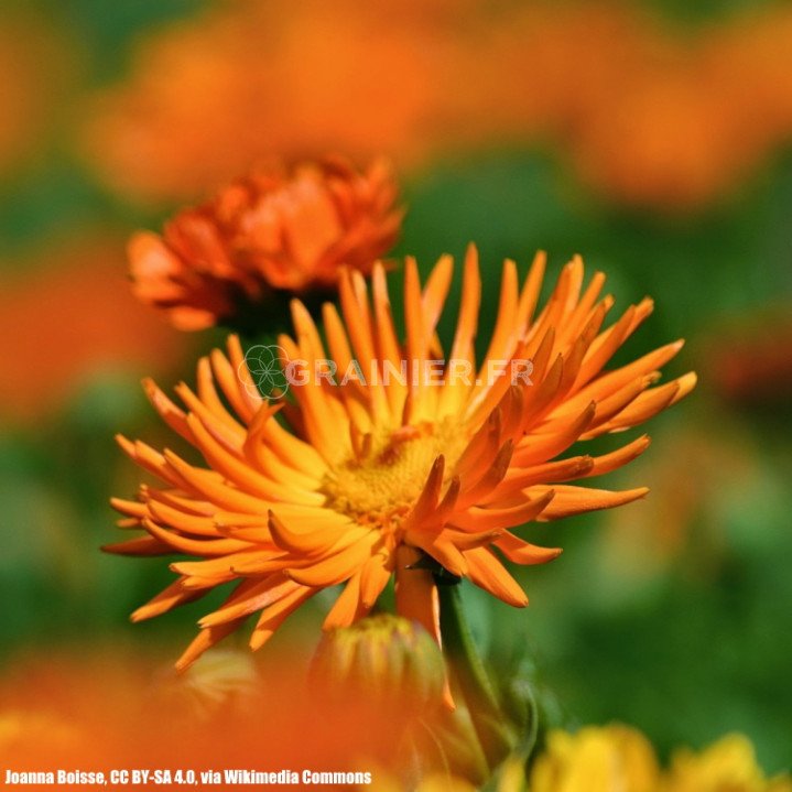 Graines De Soucis Fleurs