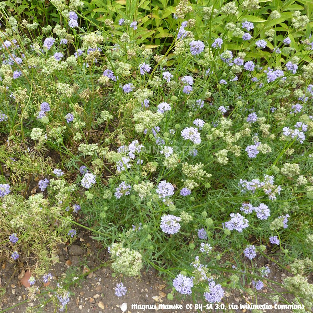 Graines Gilia bleue, Bluehead Gilia, Gilia capitata