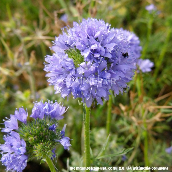 Graines Gilia bleue, Bluehead Gilia, Gilia capitata