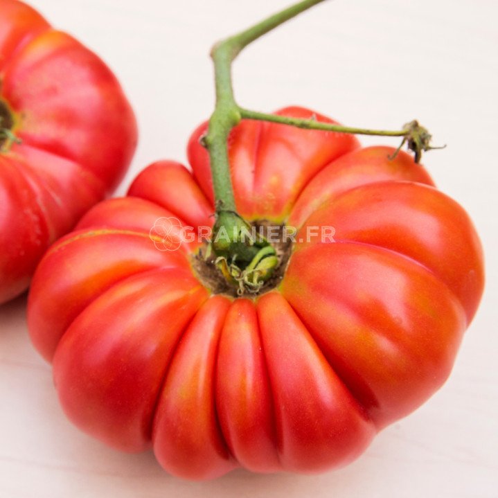 Graines-Seeds Tomate kamatis tagalog