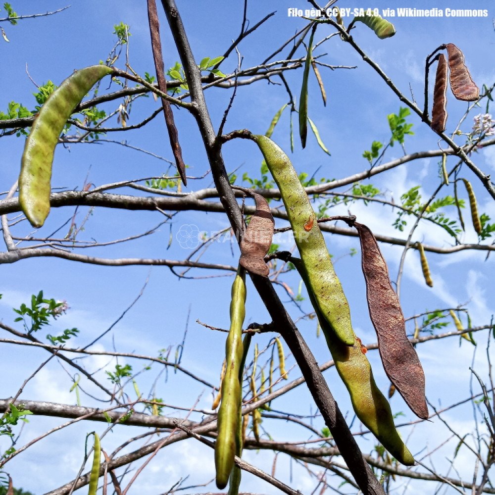 Graines Gliricidia sepium, madréado, cacao de nance, piñon Cubano