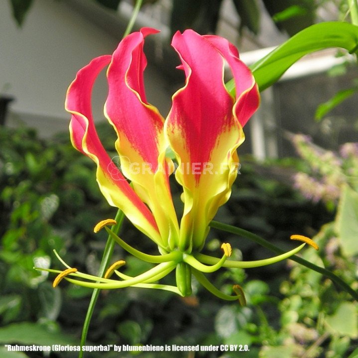 Graines Lis de Malabar, Lis de flamme, Gloriosa superba