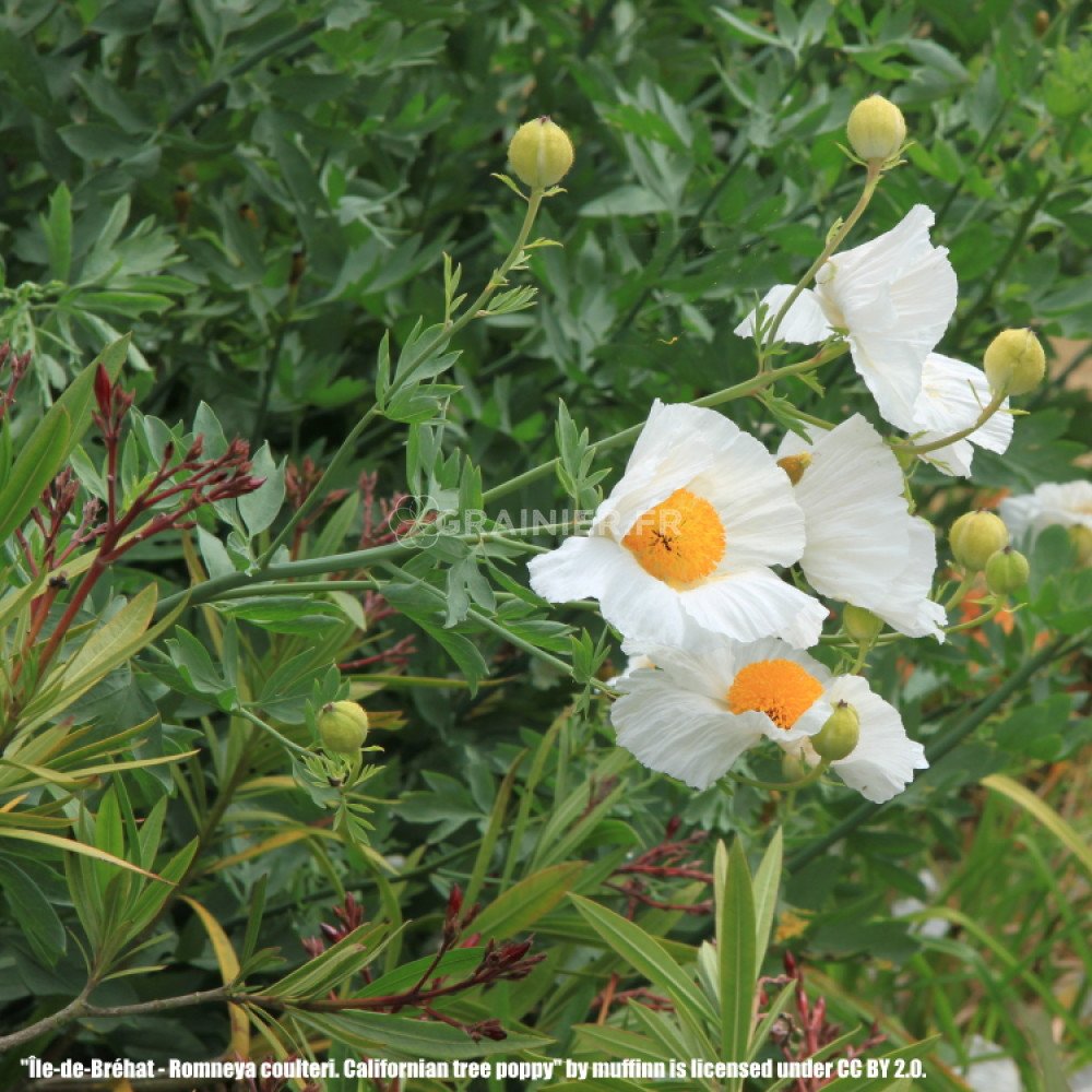 Graines Pavot en arbre, pavot Matilija de Coulter, Romneya coulteri