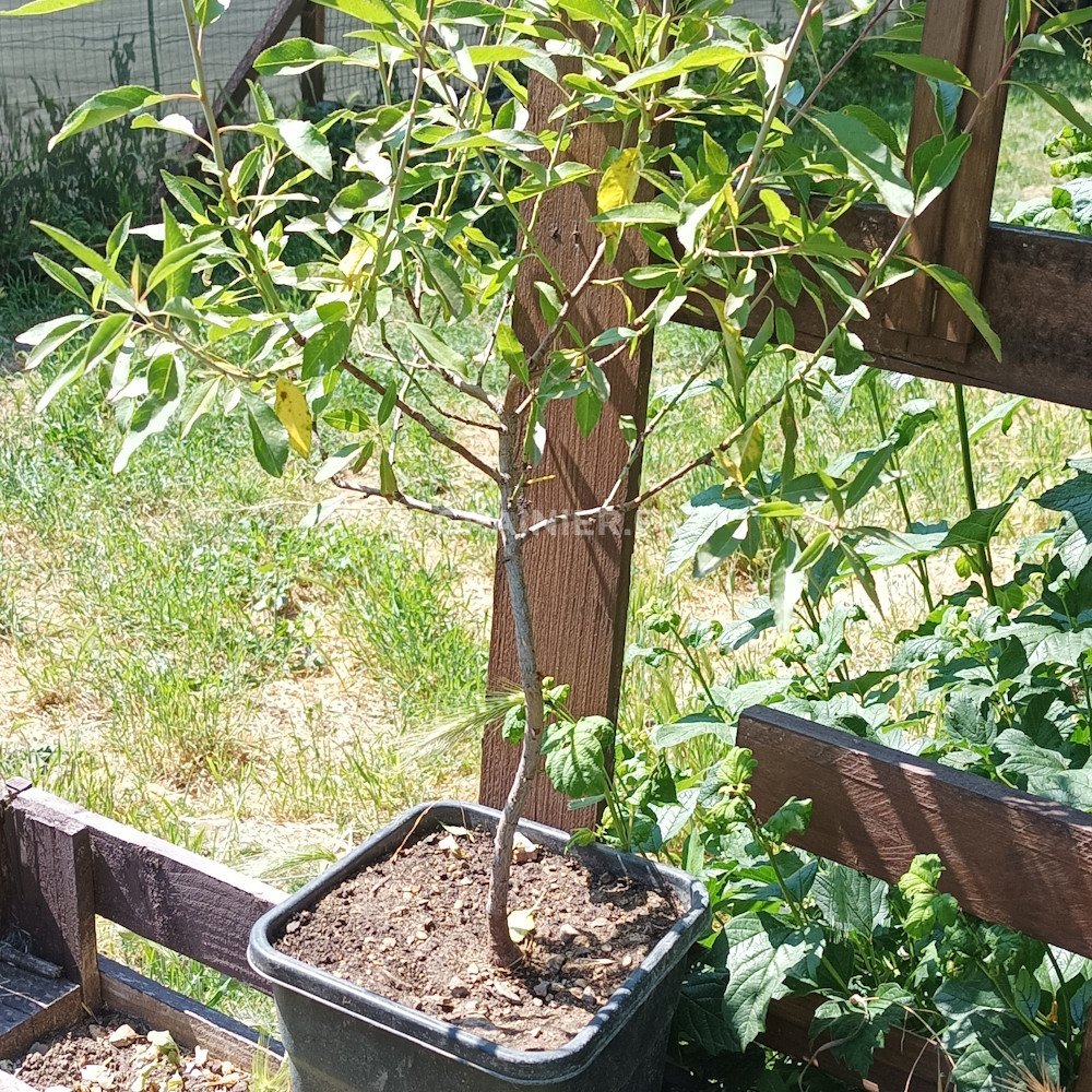 Graines-Seeds Amandier, Prunus dulcis, Prunus amygdalus